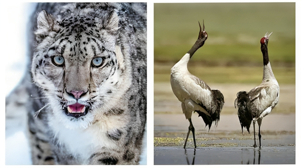 7 reasons to visit ladakh