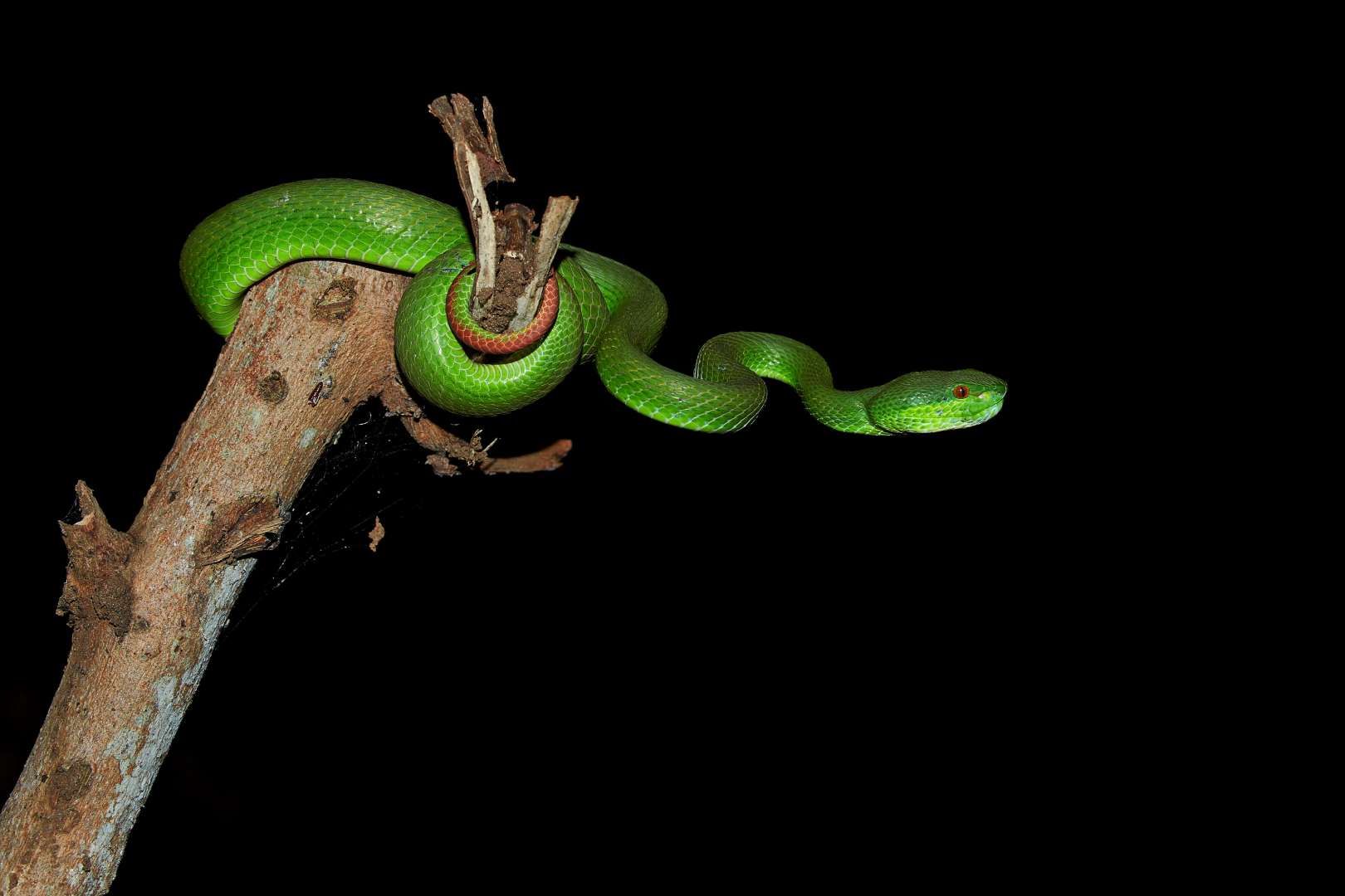 In Bali: 6 Deadly and Venomous Snakes