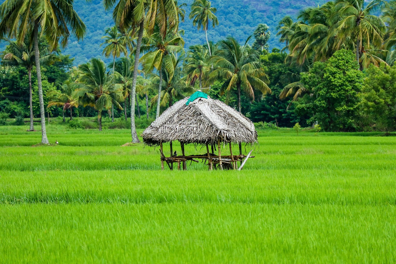 Kerala's Top 10 Destinations for the Greatest Local Experiences