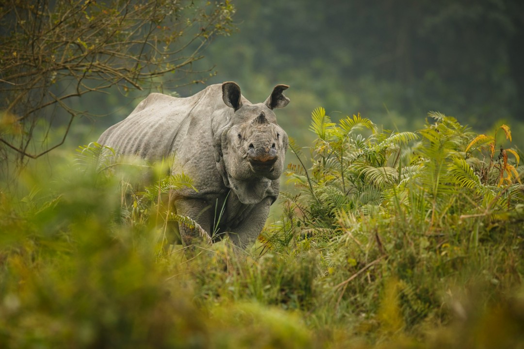 Assam's Wildlife Sanctuaries: A Guide