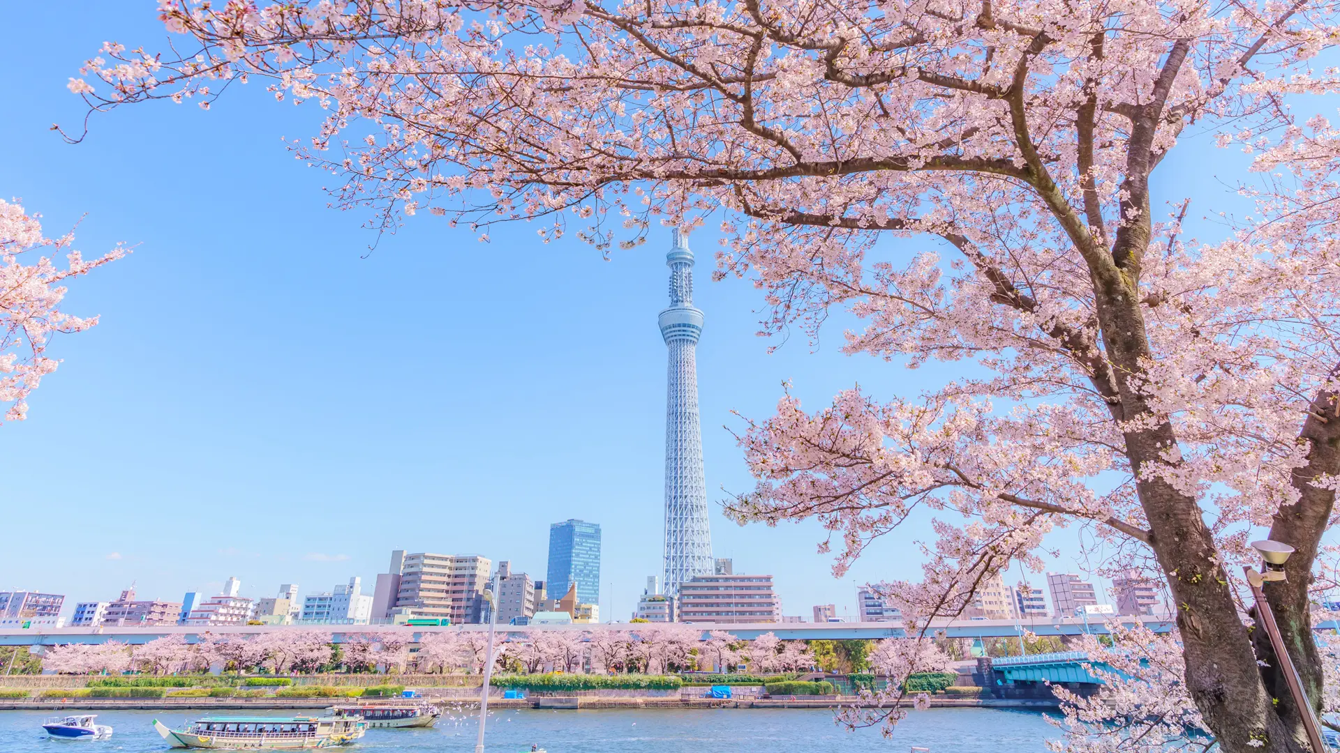 Tokyo: One-Day Futuristic City Tour Itinerary